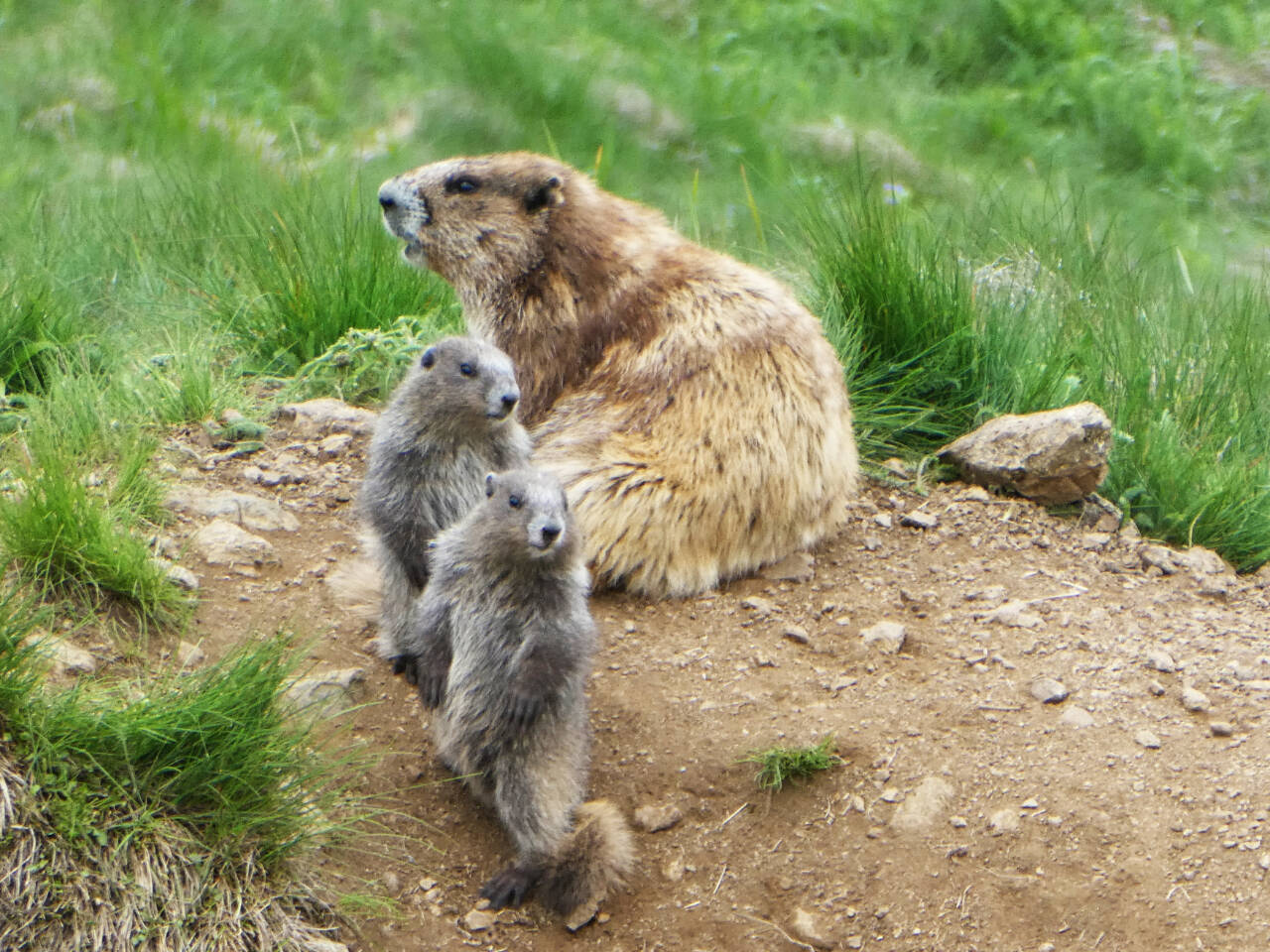 Environmentalists seek protections for marmots on Olympic Peninsula ...