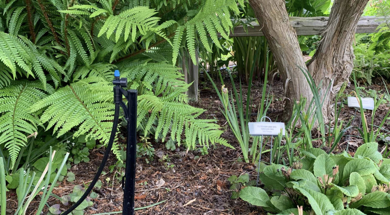 Get It Growing: Develop a watering plan? Consider drip irrigation | Sequim Gazette