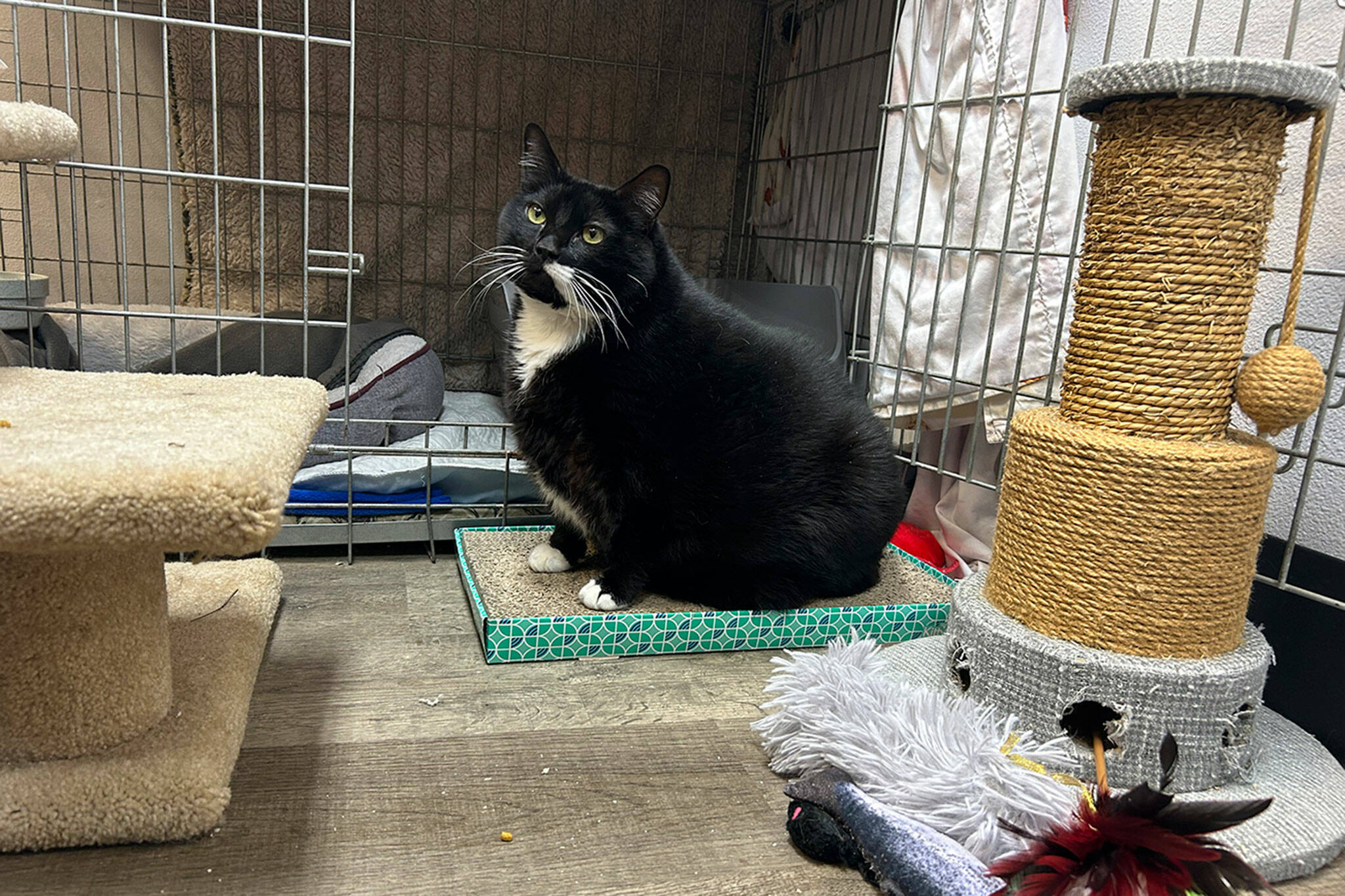 Humane Society reopens campuses to walk-in adoptions | Sequim Gazette