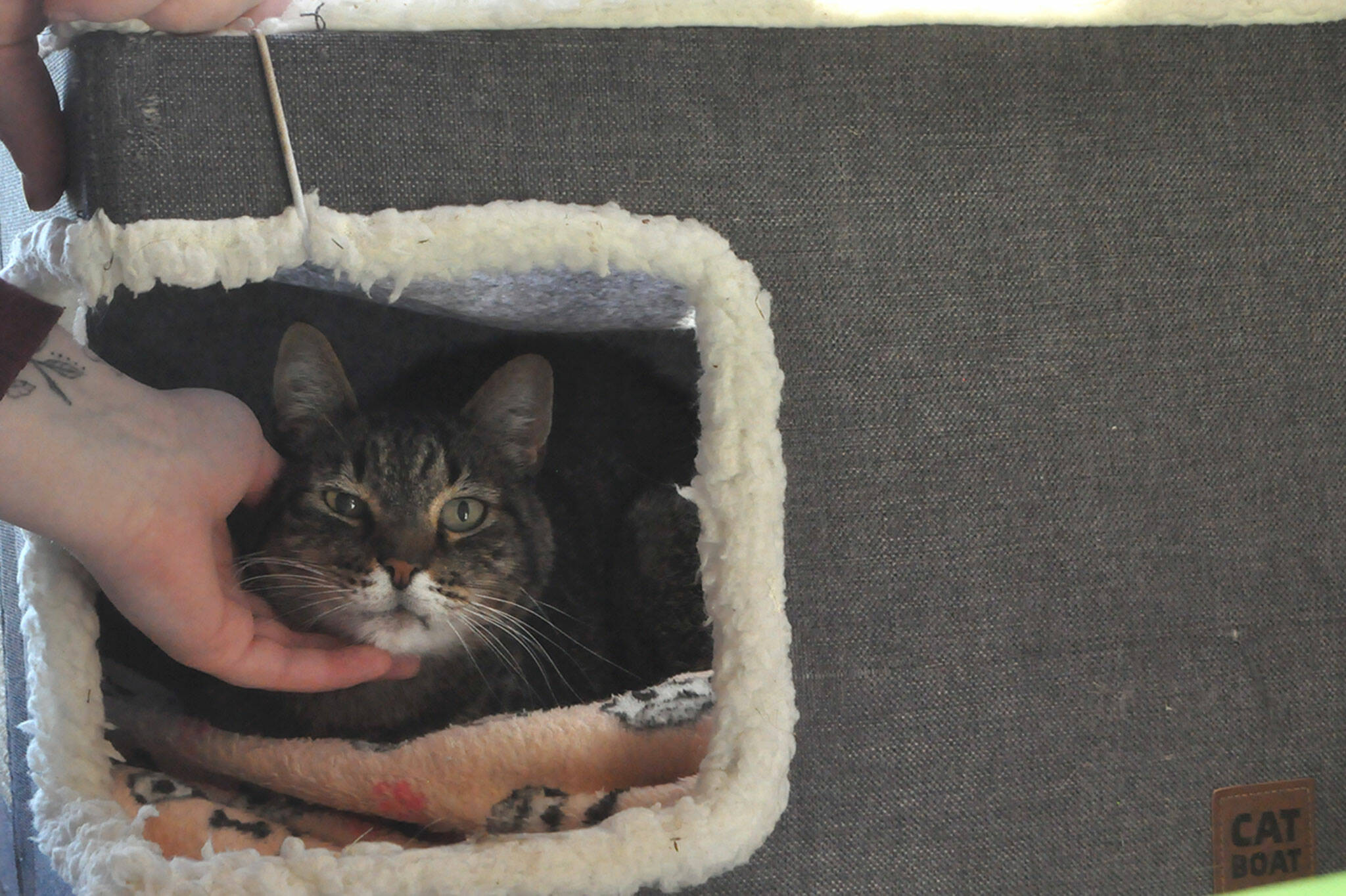 Humane Society reopens campuses to walk-in adoptions | Sequim Gazette