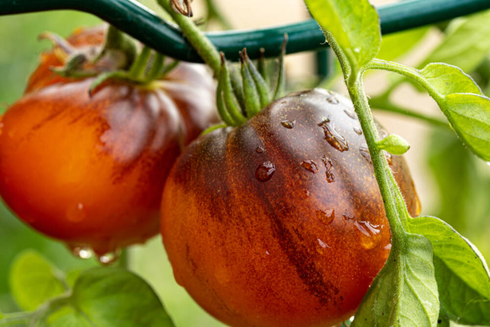 Get It Growing: July in the garden | Sequim Gazette