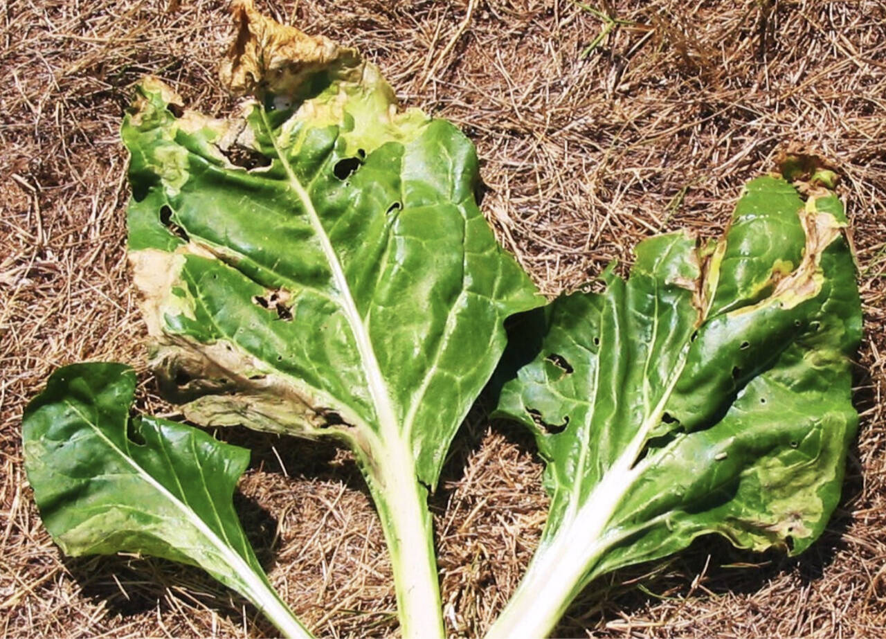 Get It Growing: On the lookout for leaf miners | Sequim Gazette