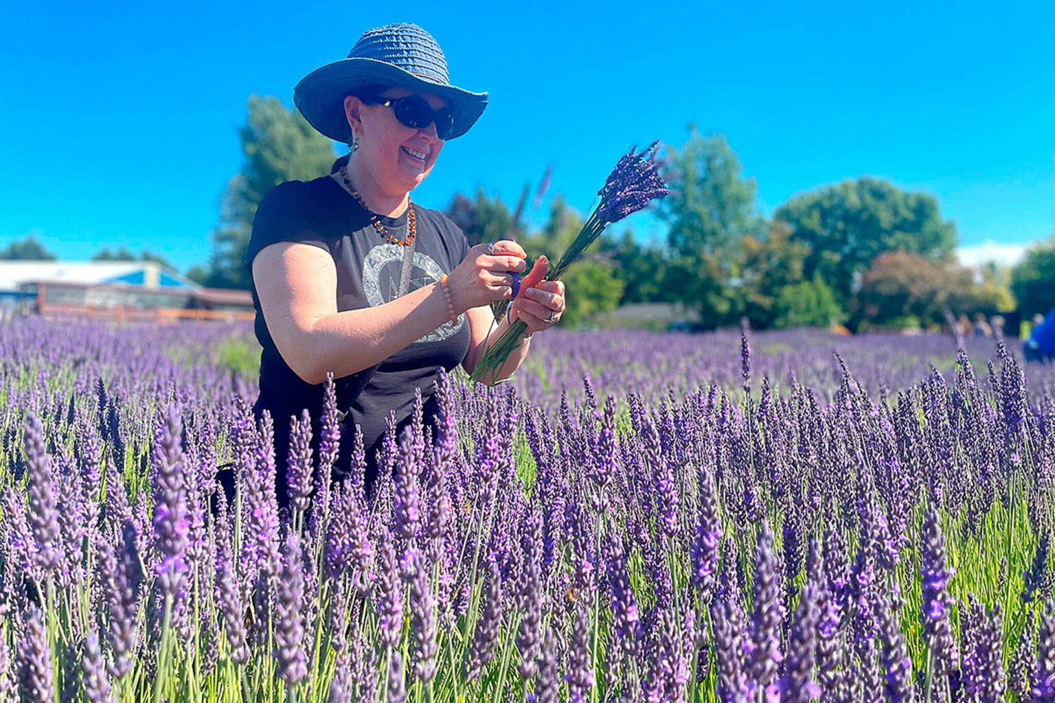 A look at Sequim Lavender Weekend | Sequim Gazette
