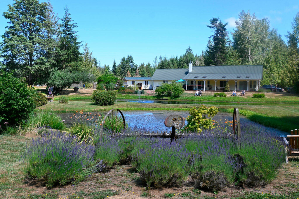 A look at Sequim Lavender Weekend | Sequim Gazette