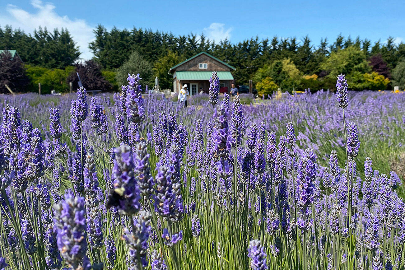 A look at Sequim Lavender Weekend | Sequim Gazette