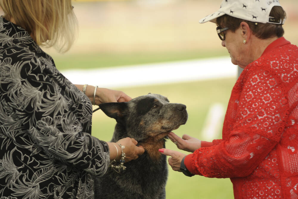 PHOTO: Dog day afternoons | Sequim Gazette