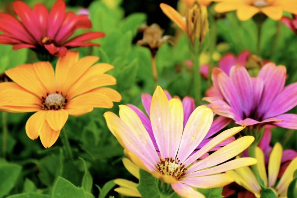 Get It Growing: August in the Garden | Sequim Gazette