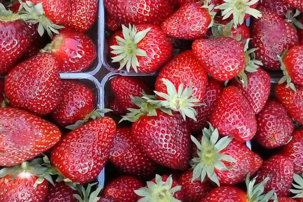 Get It Growing: Fall and winter berry care | Sequim Gazette