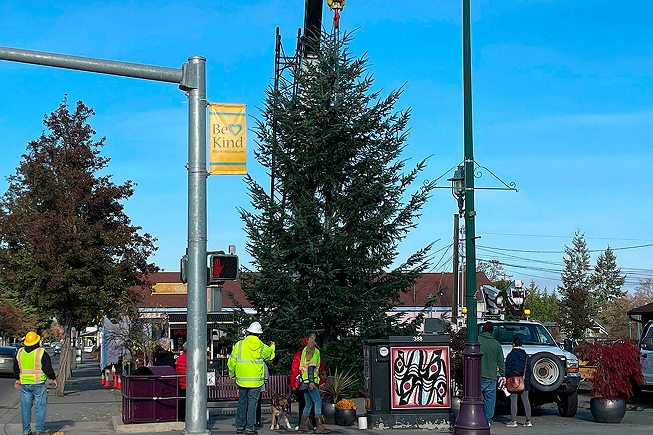 Christmas tree sought for downtown holiday display | Sequim Gazette