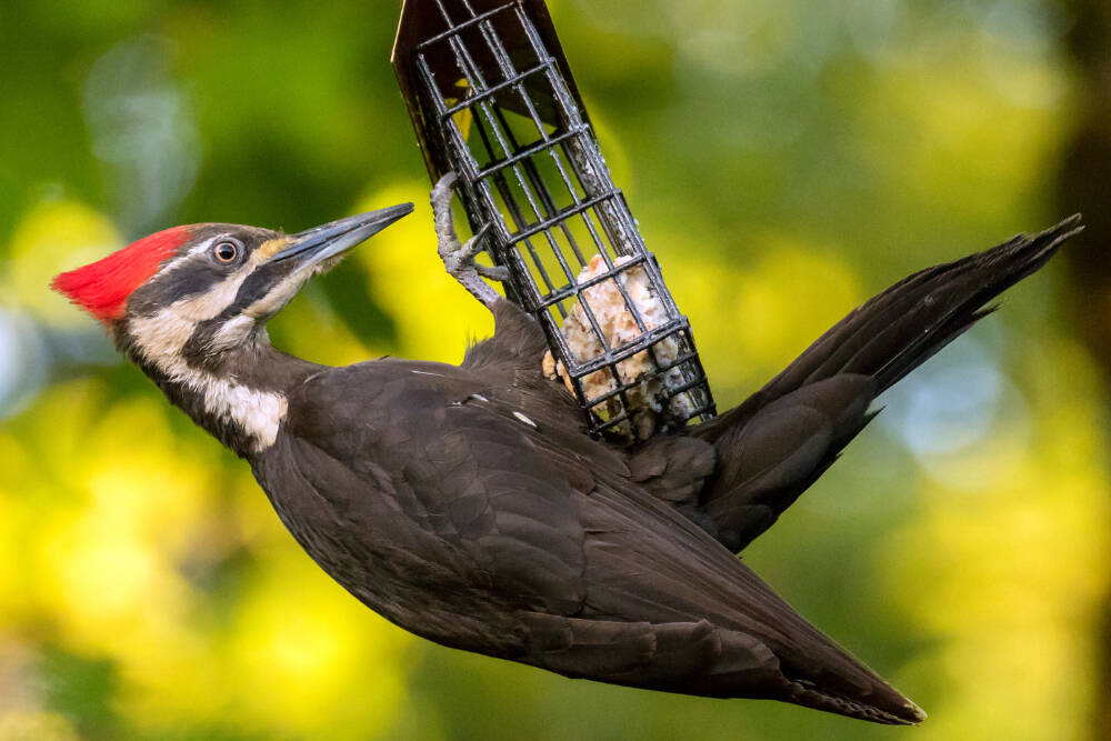 Learn how to help prep bird habitats for winter | Sequim Gazette