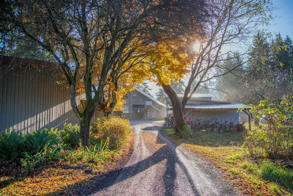 Christmas traditions start at Lazy J Tree Farm | Sequim Gazette