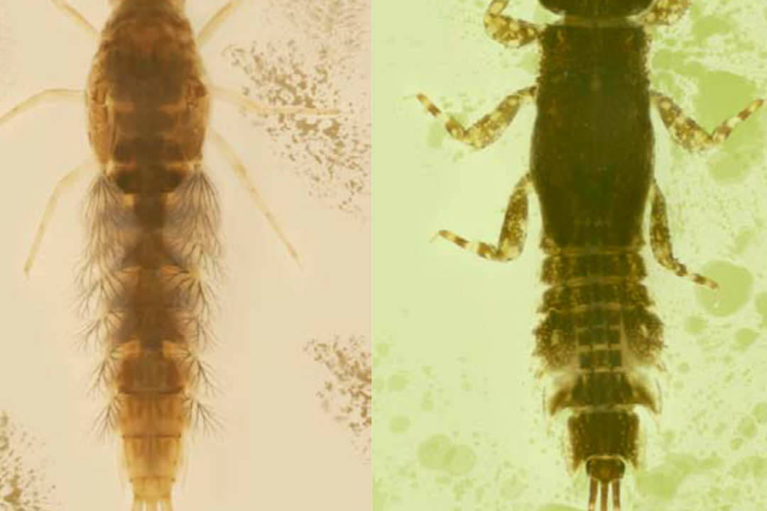 Under the River Rocks: Adult nature journaling class at the River ...