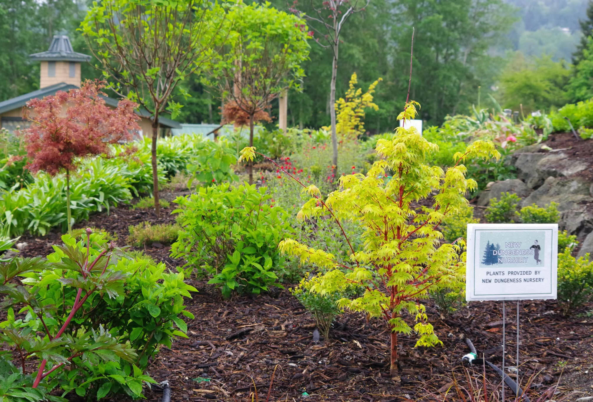 Sequim Botanical Garden Society unveils new garden | Sequim Gazette