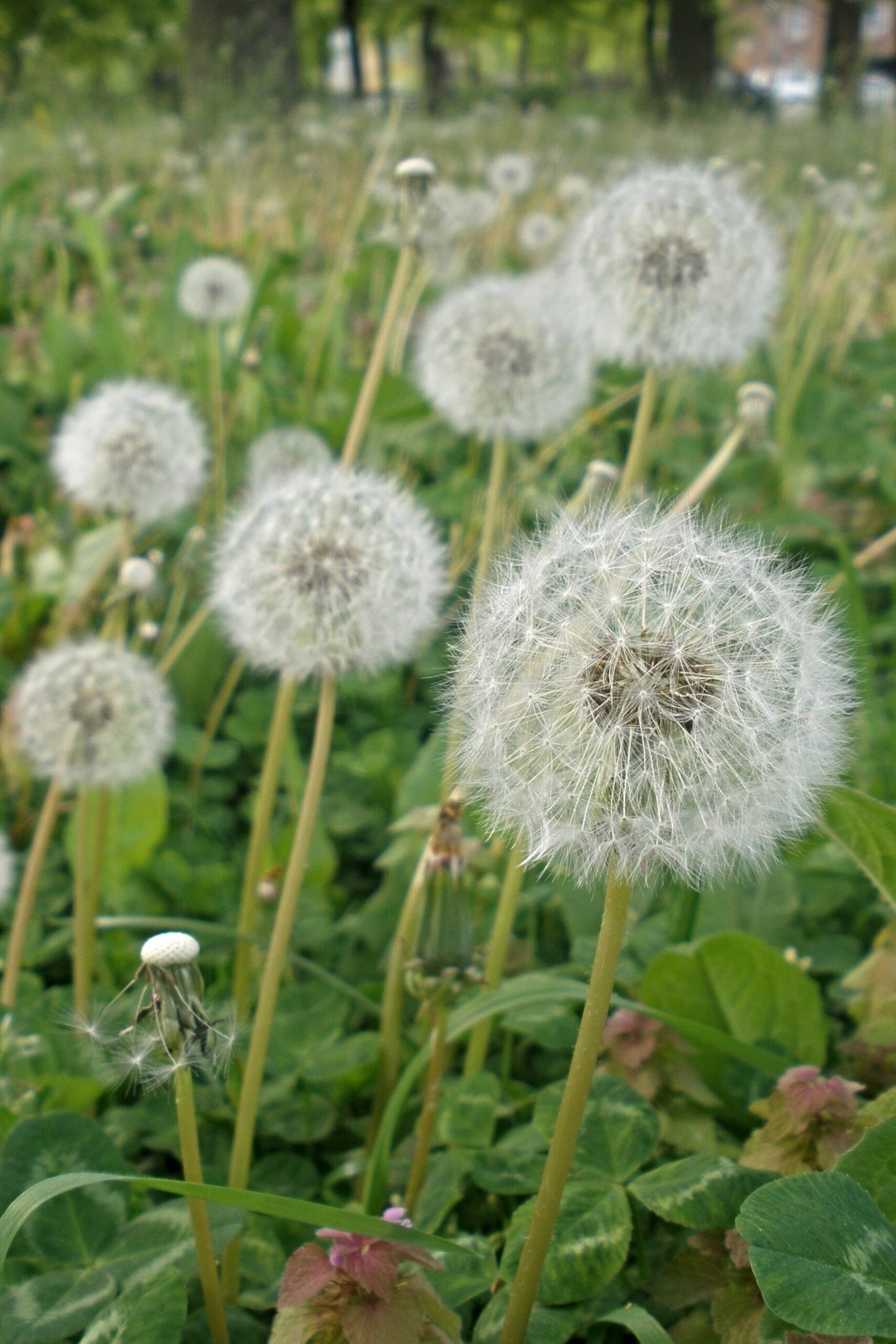 Ask a Master Gardener: Environmentally-friendly weed control methods ...