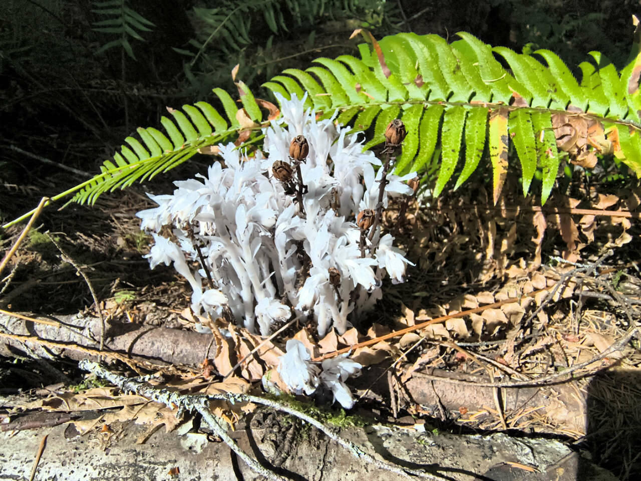Ask a Master Gardener: What to know about Indian pipe, also known as ghost plant | Sequim Gazette