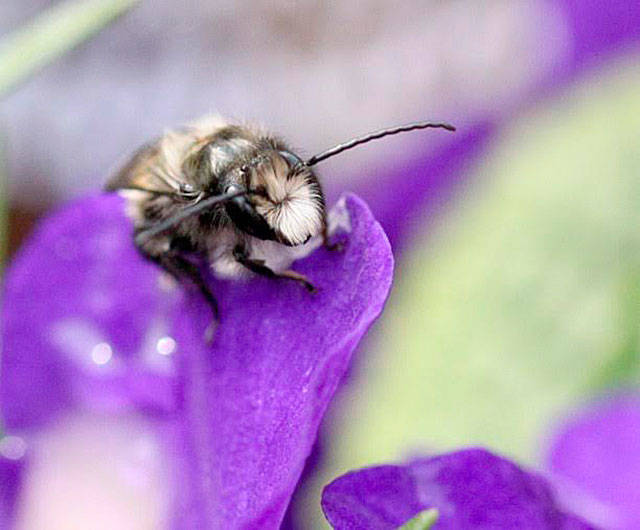 Get It Growing: How to encourage helpful bugs in your garden | Sequim ...