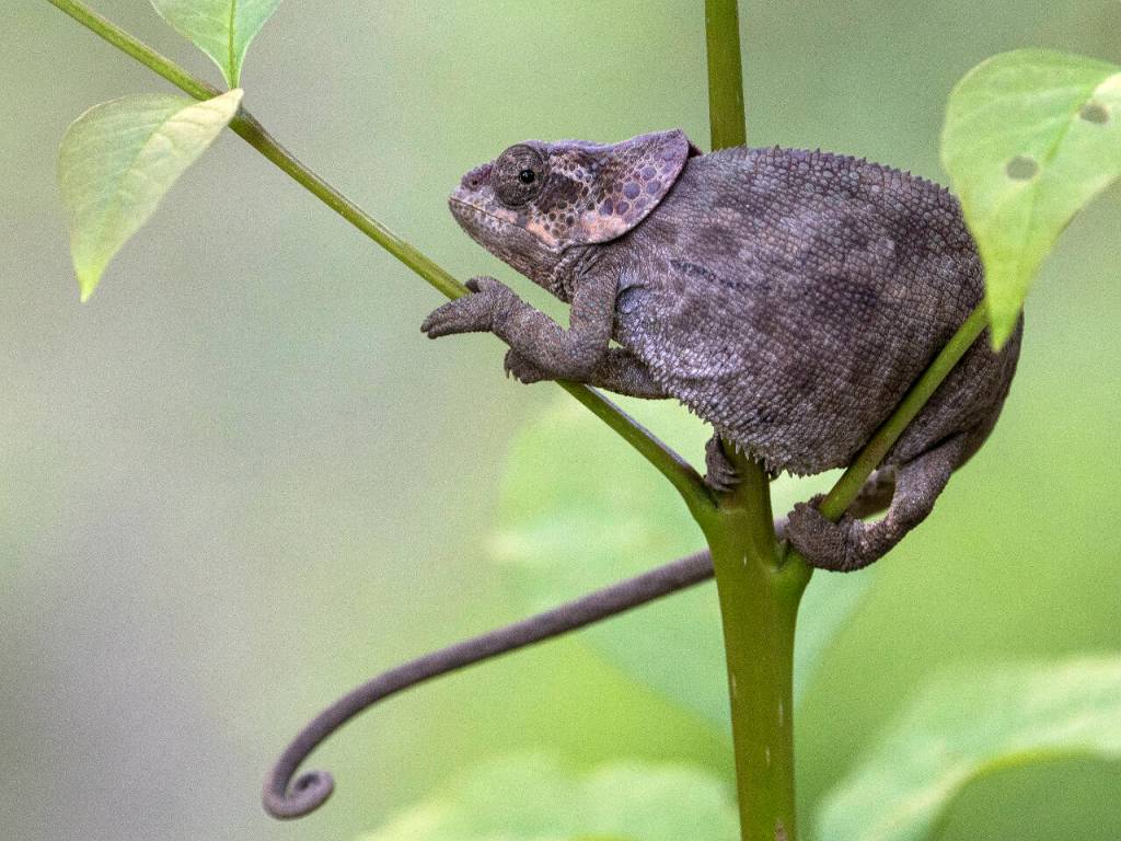 Traveler’s Journal Preview: Madagascar, an island of lemurs and other ...