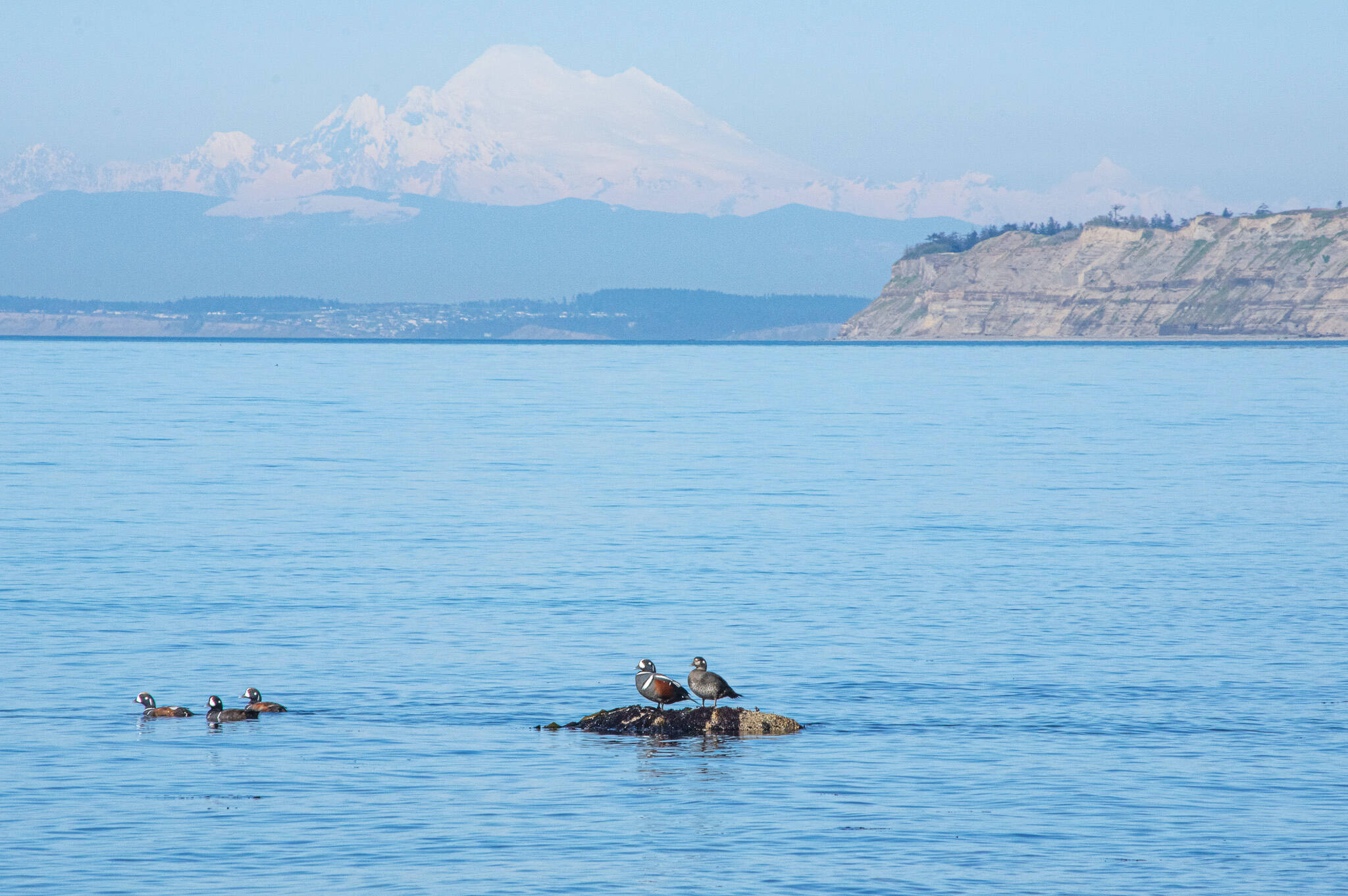 Salish Sea on cusp of losing tufted puffins | Sequim Gazette