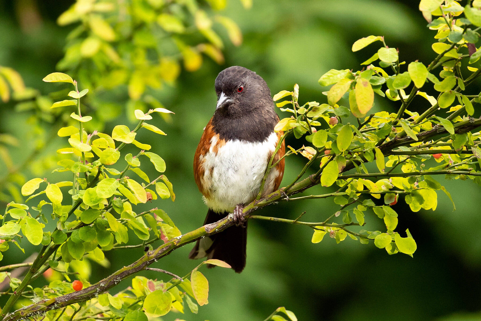 Audubon presentation helps locals identify birds in winter | Sequim Gazette