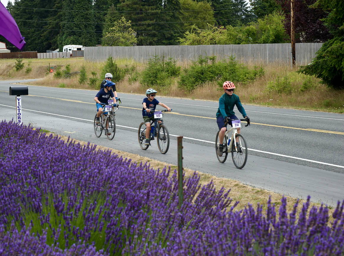 Tour de Lavender offers and Olympic Peninsula experience | Sequim Gazette